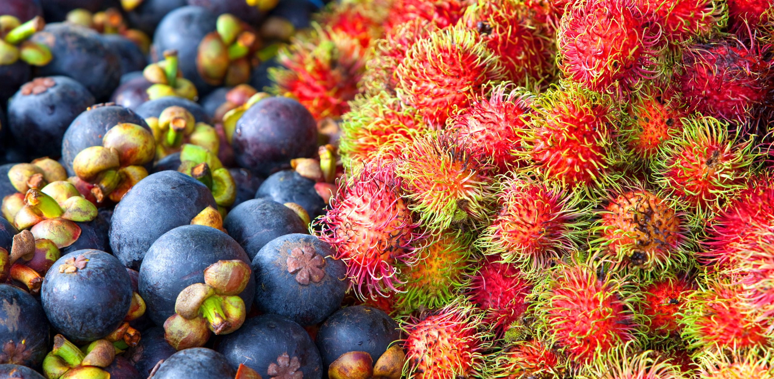 Home - NMEFInc. - Top Quality Fruit Import and Export Company